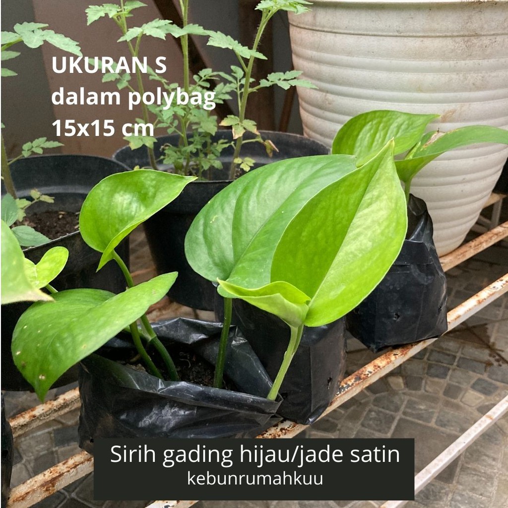 Jual Sirih gading hijau jade satin pothos berakar ukuran S polybag ...