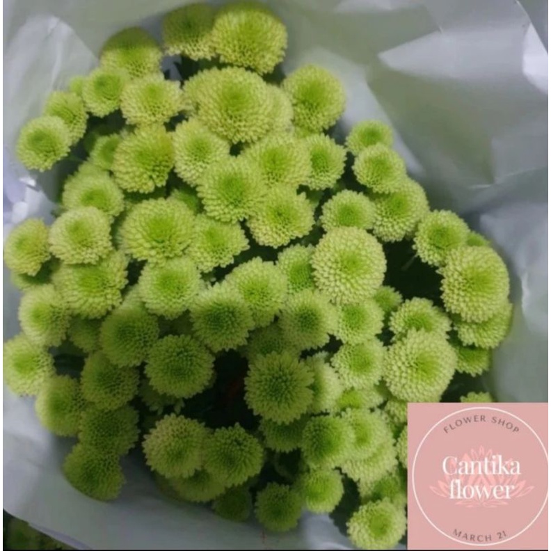 Jual astro calimero premium quality fresh flower | Shopee Indonesia