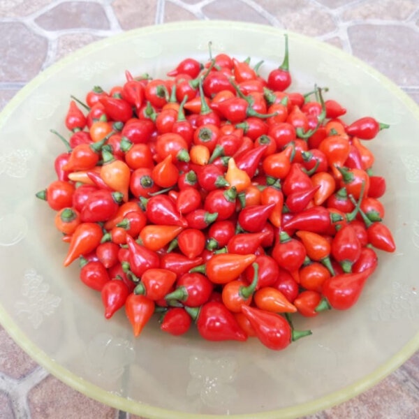 Jual Benih Bibit Cabe Red Chupetinho 15 Biji Tanaman Cabai Rawit Hias ...