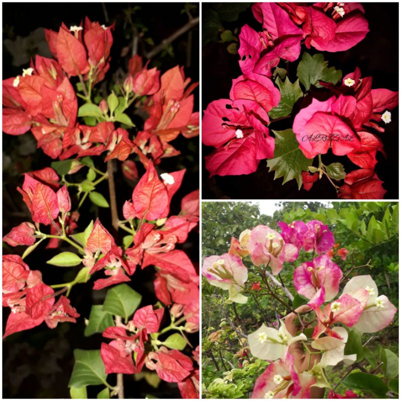 Jual TERMURAH RED BRIZZA KAKI ITIK CITRA INDIA BOUGENVILLE IMPORT 100% ...