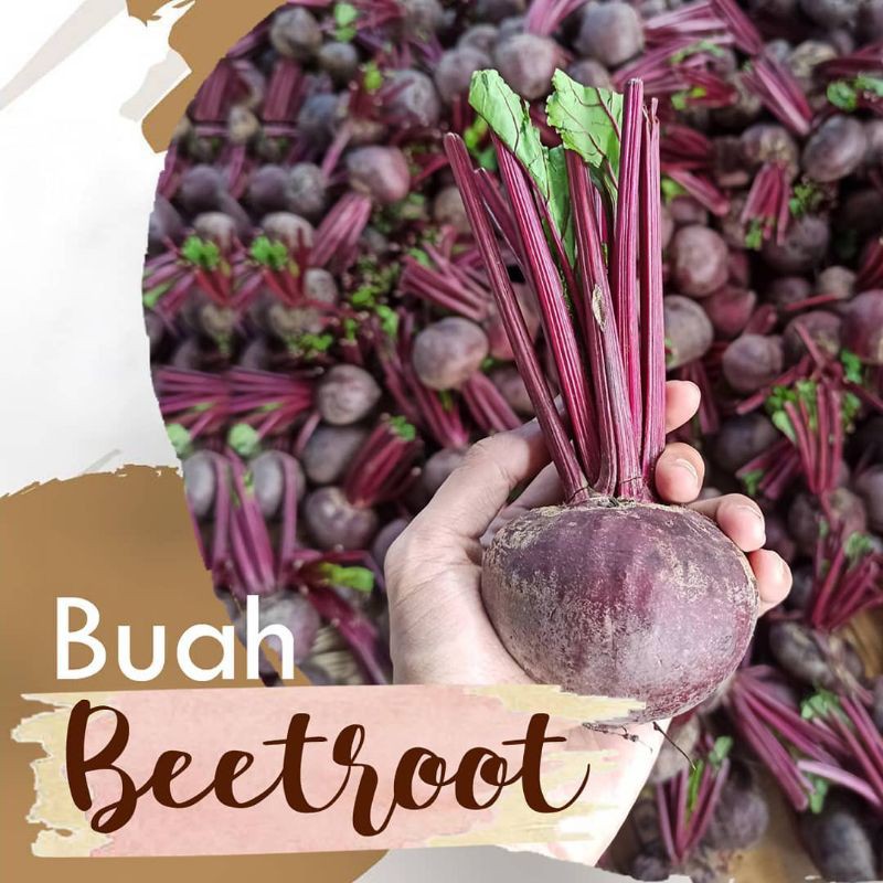 Jual PROMO!! BUAH BIT/BEET ROOT FRESH 1 KG | Shopee Indonesia