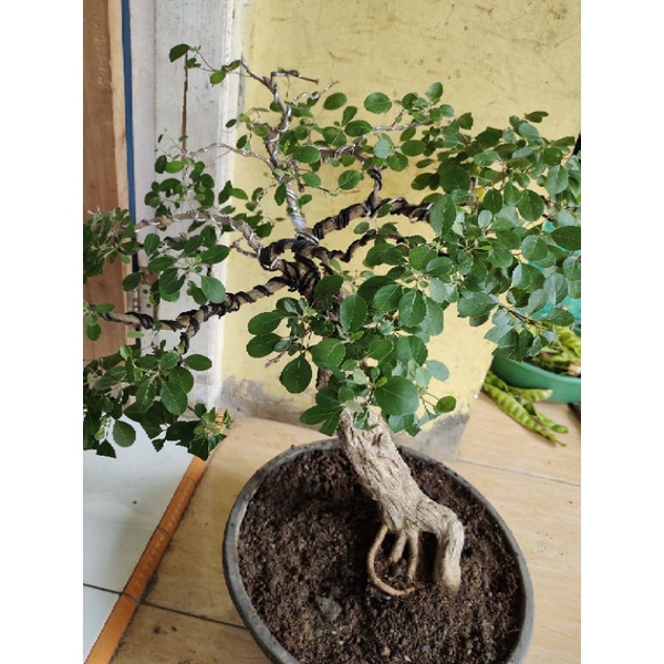 Jual bonsai Legundi realpic sesuai gambar | Shopee Indonesia