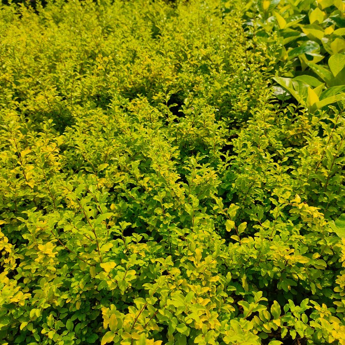 Jual Tanaman Hias Legistrum - Pohon Legistrum | Shopee Indonesia