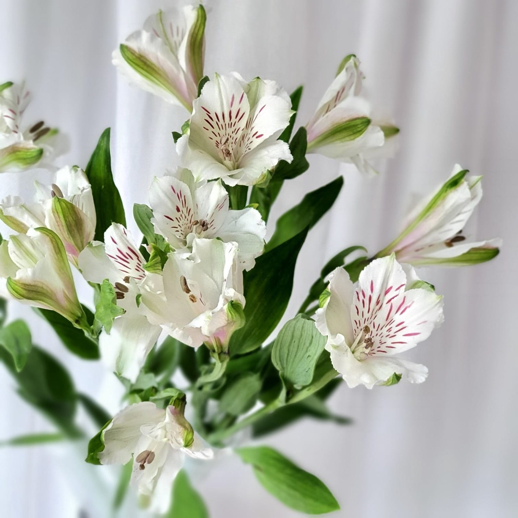 Jual Bunga Alstroemeria Virginia | Shopee Indonesia