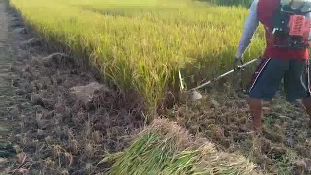 Jual PAKET tebeng padi alat panen padi tebeng potong padi tudung potong ...