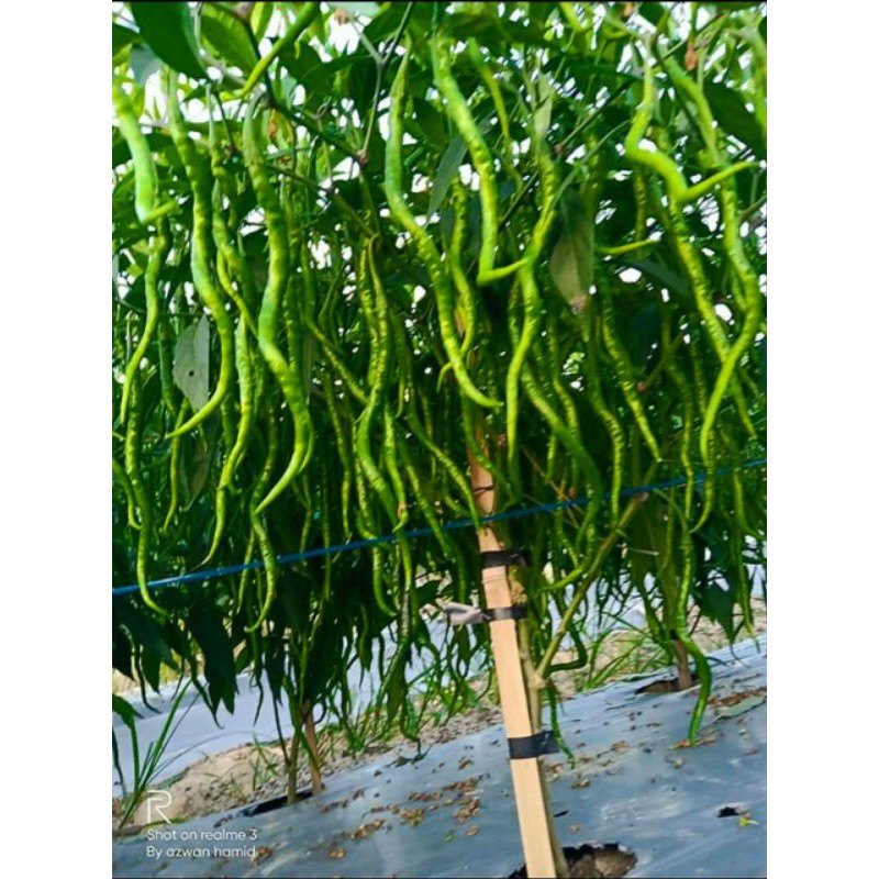 Jual 20 pcs PATEN Lokal | Bibit Cabe Paten Lokal Medan | Medan Local ...
