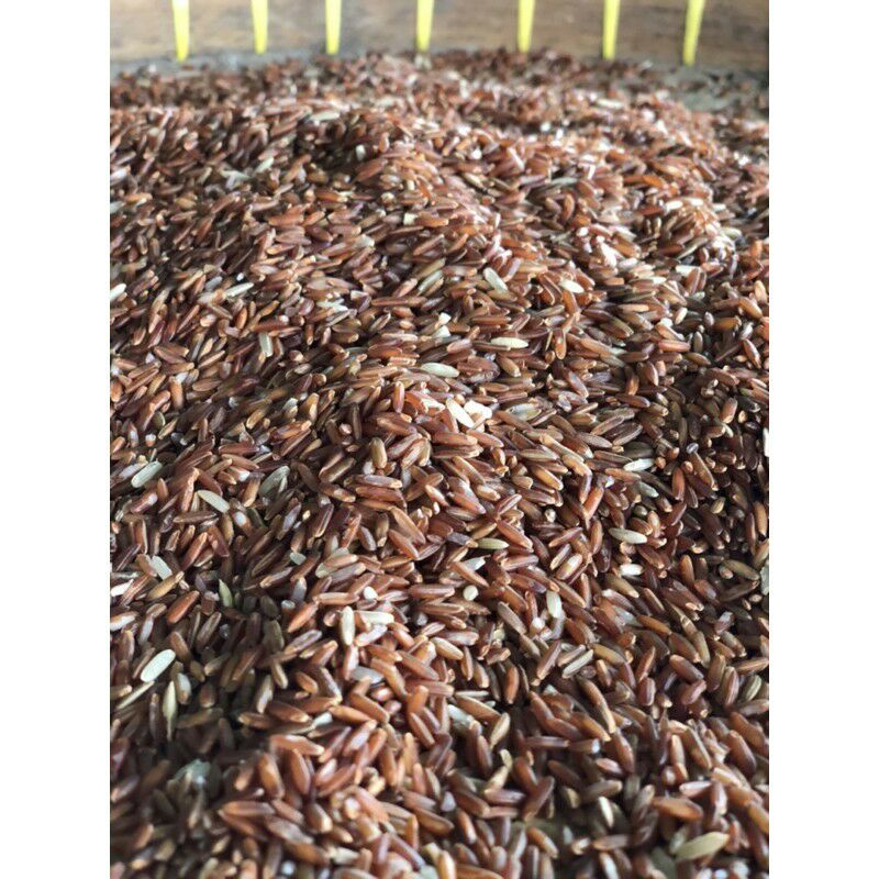 Jual Beras merah original rendah gula untuk diet 100% organik | Shopee ...
