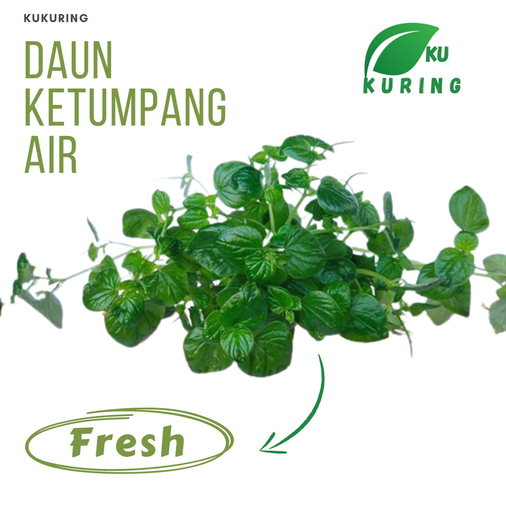 Jual KUKURING Daun Suruhan Air Sirih Cina segar 1kg | Shopee Indonesia