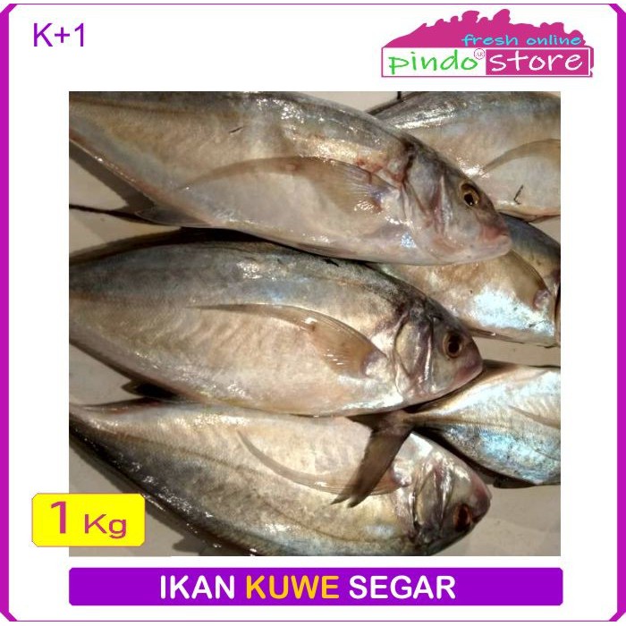 Jual IKAN KUWE SEGAR 1 KG | Shopee Indonesia