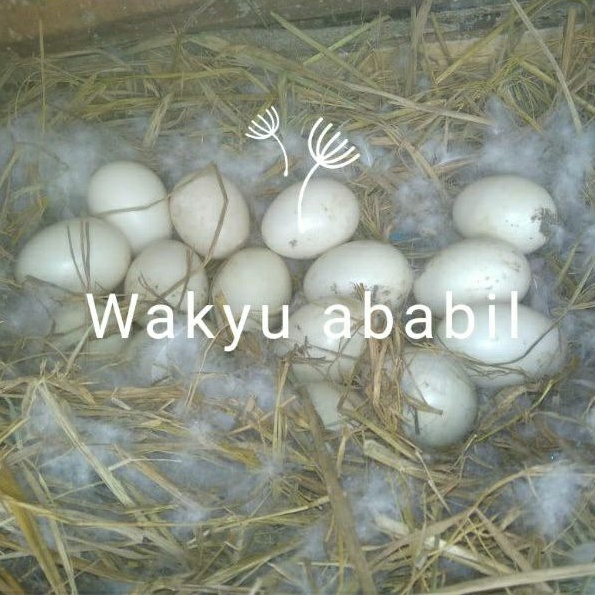 Jual Telur Tetas Entok Rambon Silver | Shopee Indonesia