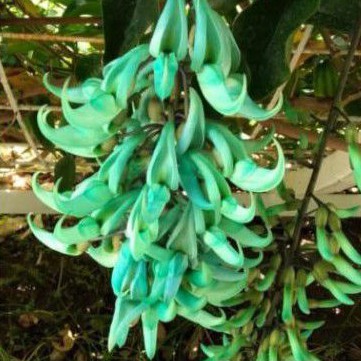 Jual Tanaman Rambat Flame of irian jade vine vine jade | Shopee Indonesia
