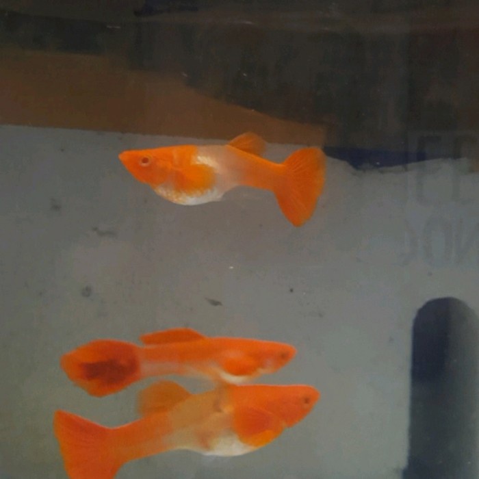 Jual GUPPY Albino koi red ear, Ikan Hias Akuarium, ikan aquascape" Video" - Female/betina ...