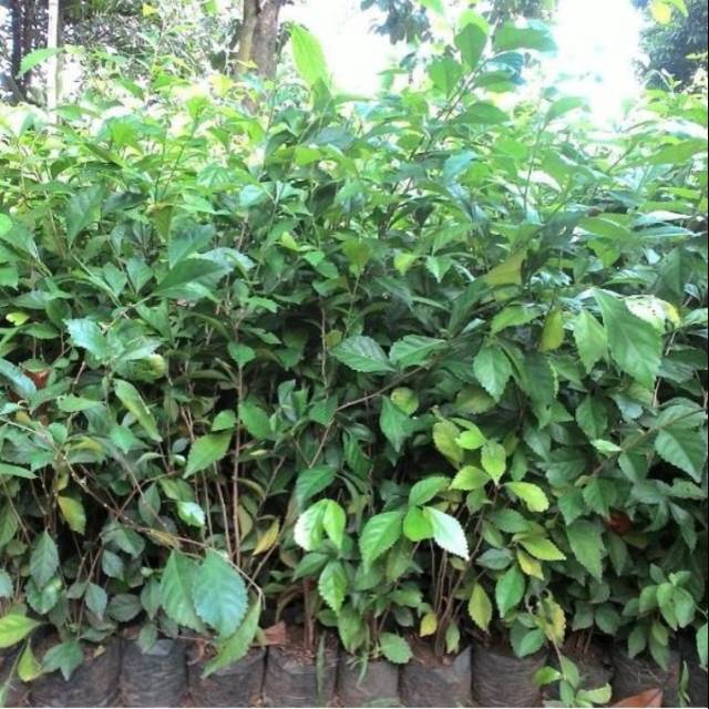 Jual Tanaman pagar teh - tehan - tetehan tanaman pagar - pohon tetehan ...