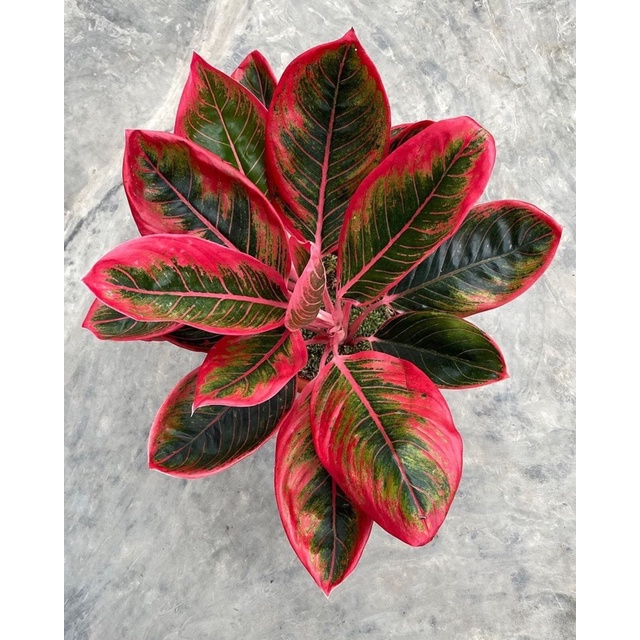 Jual Tanaman hias aglonema lipstik Merah-aglaomema-tanaman hidup-bunga ...