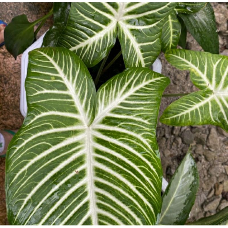 Jual Tanaman Hias keladi zebra Daun Besar Keladi antasoma | Shopee ...