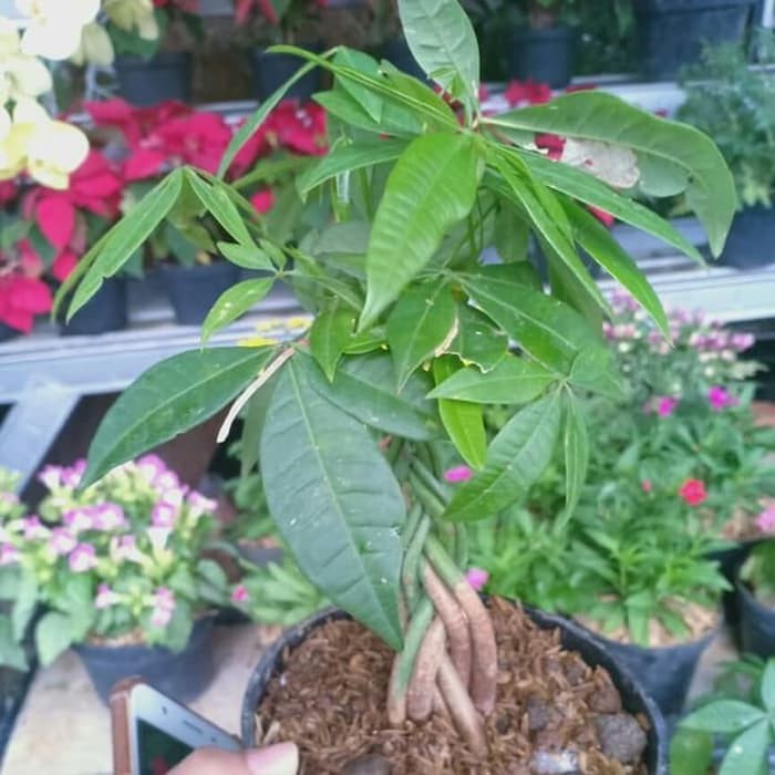 Jual PROMO!! tanaman hoki pachira kepang 6 - pohon hoki - pohon ...
