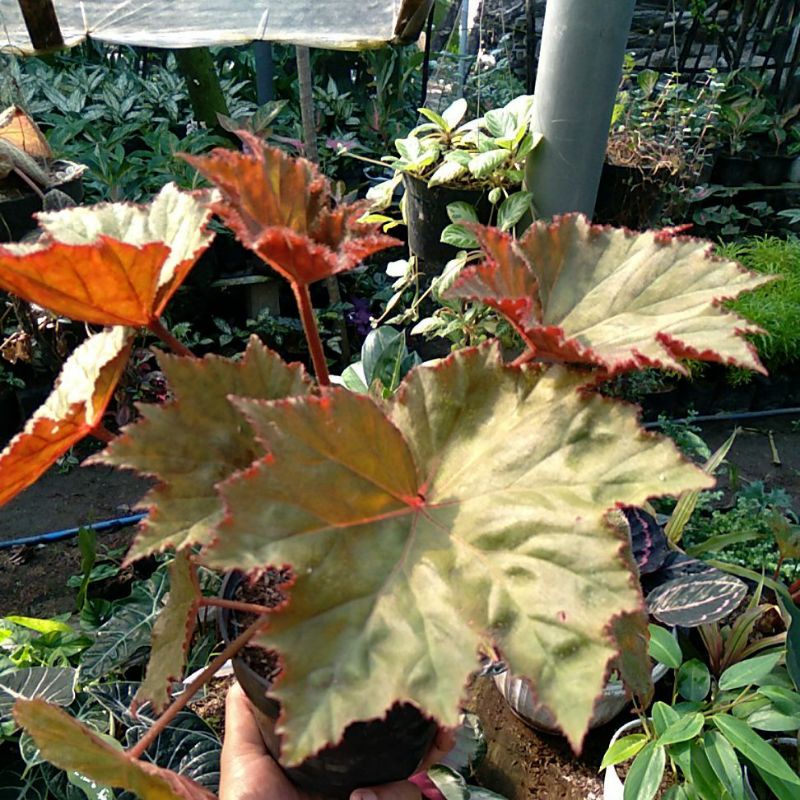 Jual Tanaman Hias Begonia Star Rimbun / Bunga Bintang / Begonia Batang ...