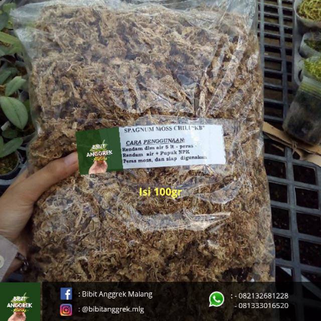 Jual Media Tanam Anggrek (Moss Putih/ Spaghnum Moss) | Shopee Indonesia