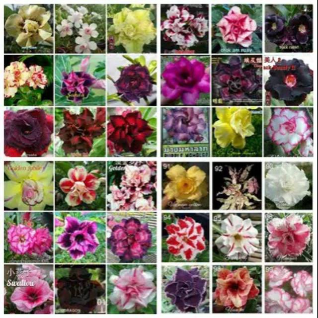 Jual Tanaman hias paket 20 Adenium Jepang bunga tumpuk | Shopee Indonesia