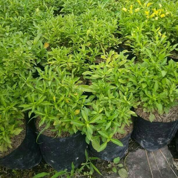 Jual tanaman hias krokot hijau - kerokot - kriminil - kerokot mini ...