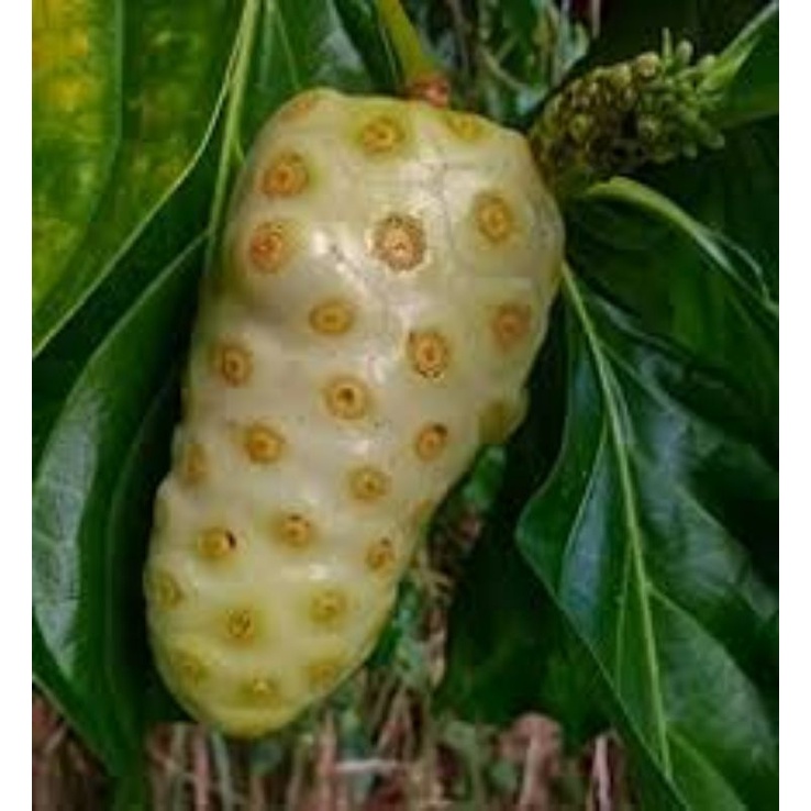 Jual DAUN PACE ATAU MENGKUDU SEGAR 1 KG | Shopee Indonesia