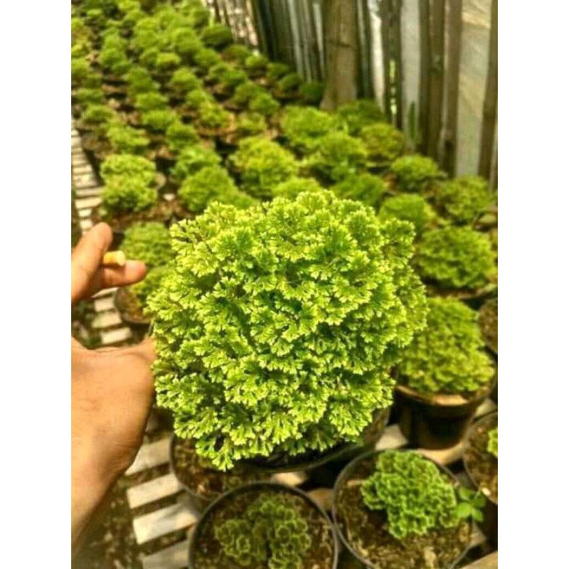 Jual tanaman hias lumut ambon | Shopee Indonesia