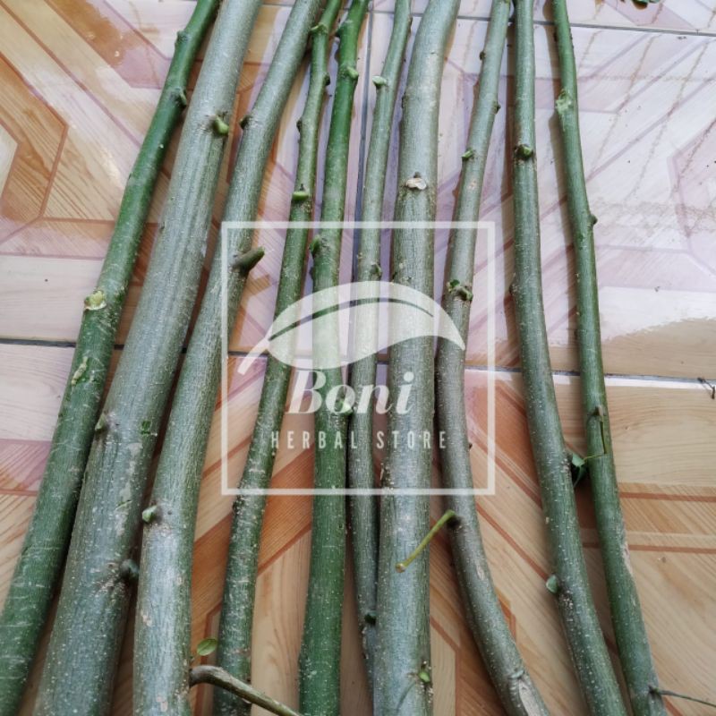 Jual Stek Batang atau Bibit Kelor Moringa | Shopee Indonesia