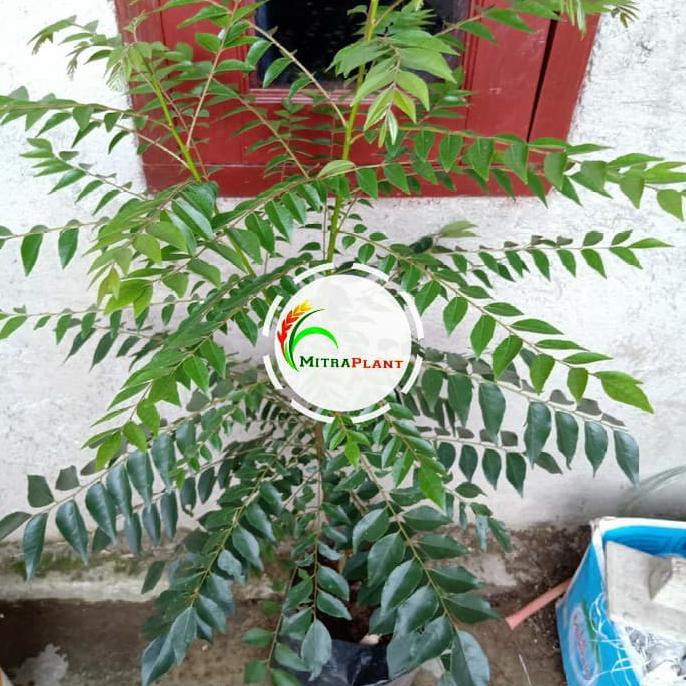 Jual Pusat Benih Tanaman. Bibit Tanaman Salam Koja - Pohon Salam Koja ...