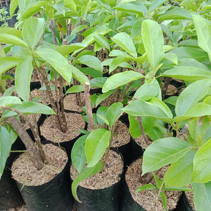 Jual Bibit Tanaman Cincau Perdu Cincau Hijau Cincau Kebo | Shopee Indonesia
