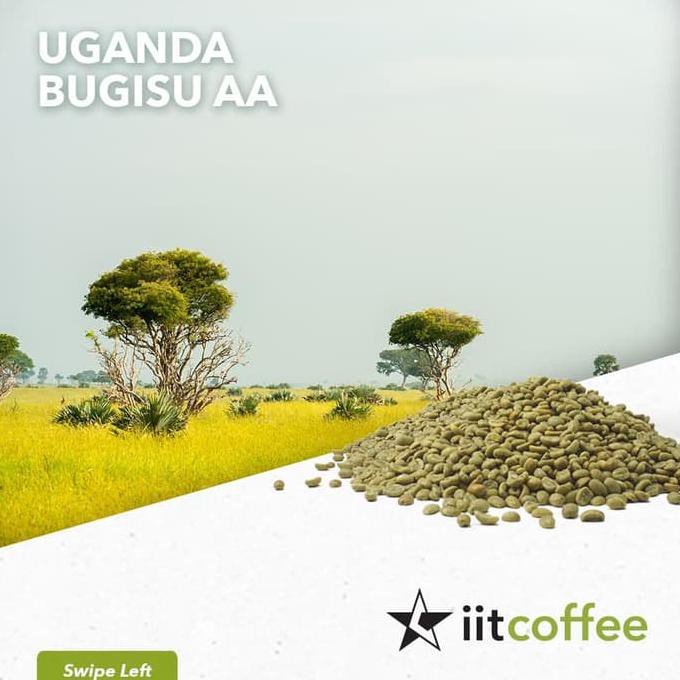 Jual Apoj89Otq Arabica Green Bean - Uganda Aa Bugisu 1Kg | Shopee Indonesia
