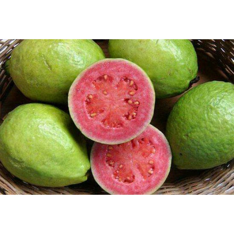 Jual jambu merah 1KG(guava/jambu juz/getas) | Shopee Indonesia
