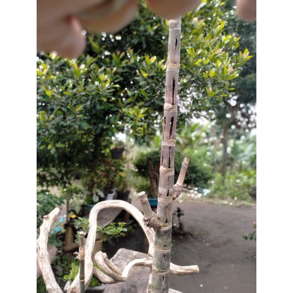 Jual Bambu Combong Pagoda | Shopee Indonesia