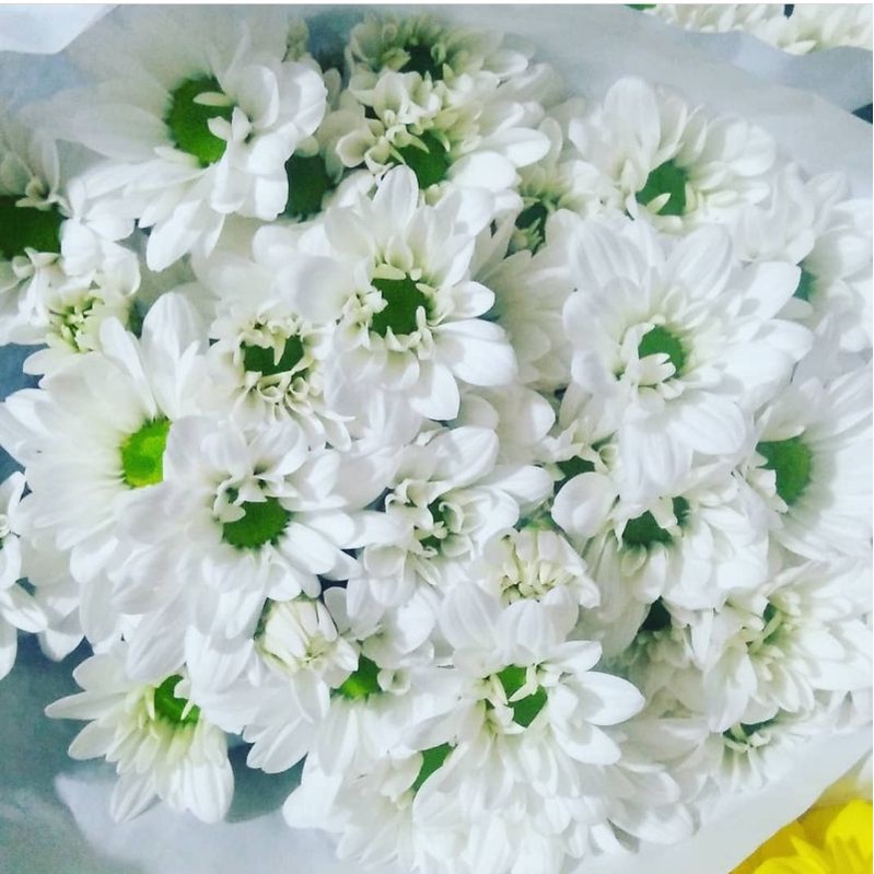 Jual BUNGA ASTER PUTIH PER IKAT ISI 10 BATANG | Shopee Indonesia