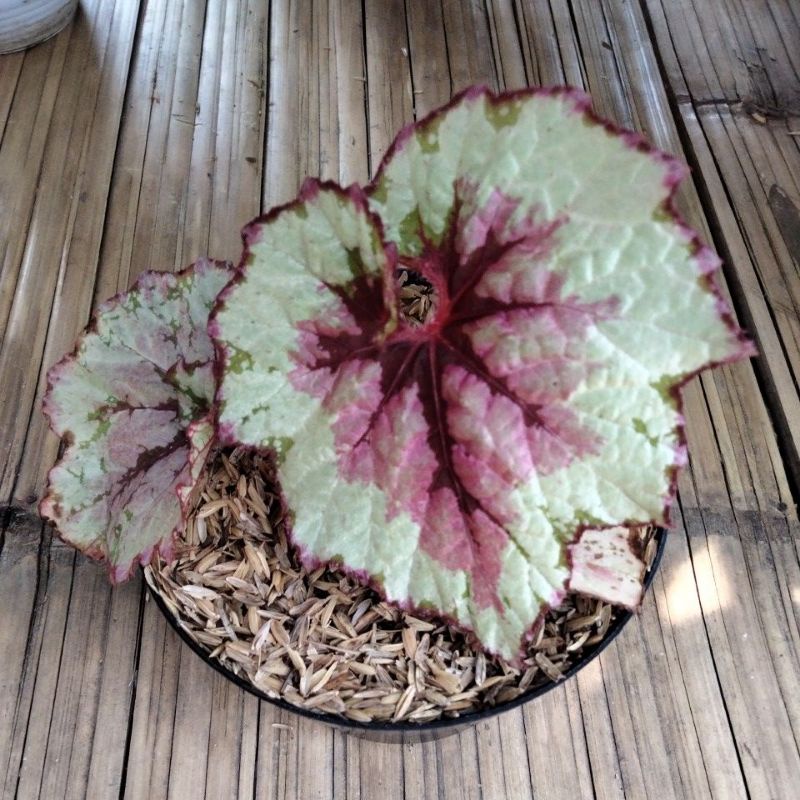 Jual Begonia tapak dewa | Shopee Indonesia