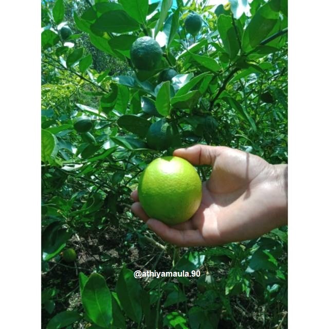 Jual Jeruk Lemon California- Fresh Baru petik-Jeruk Organik - Diet ...