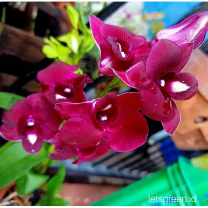 Jual Seedling Anggrek Dendrobium Red Dragon | Shopee Indonesia
