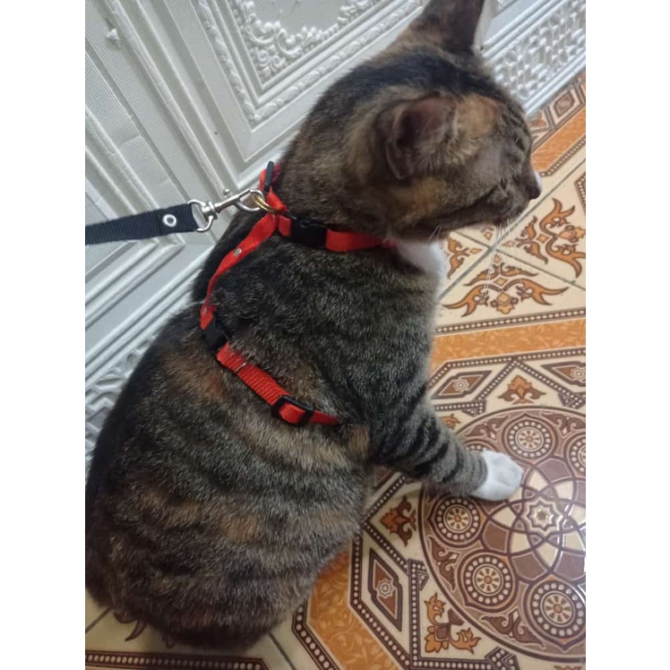 Jual TALI KUCING HARNESS ANJING KUCING TALI TUNTUN KUCING TALI KUCING ...
