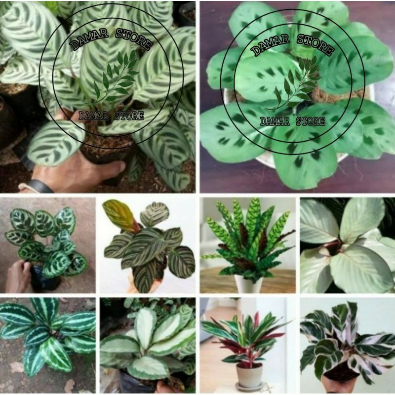 Jual Paket 10 Jenis Tanaman Hias Calathea-kalatea _ | Shopee Indonesia
