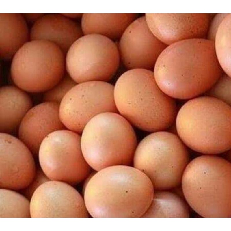 Jual Telor Telur Ayam isi 10 Bogor | Shopee Indonesia