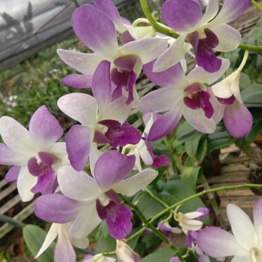 Jual Bunga anggrek dendrobium butter cup - anggrek dendrobium butter ...