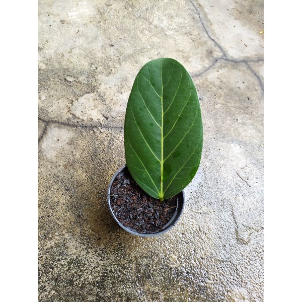 Jual ficus audrey ekonomis | Shopee Indonesia