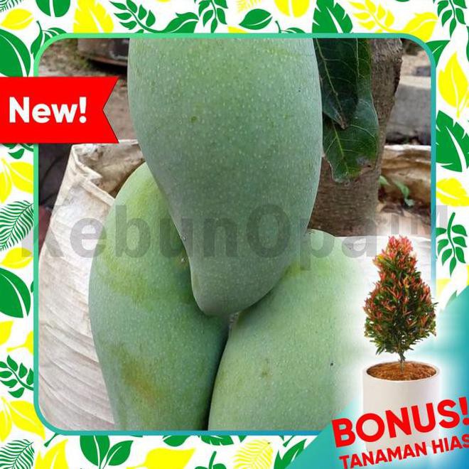 Jual IND4H BIBIT TANAMAN BUAH MANGGA KIO JAY BERGARANSI D1N | Shopee ...