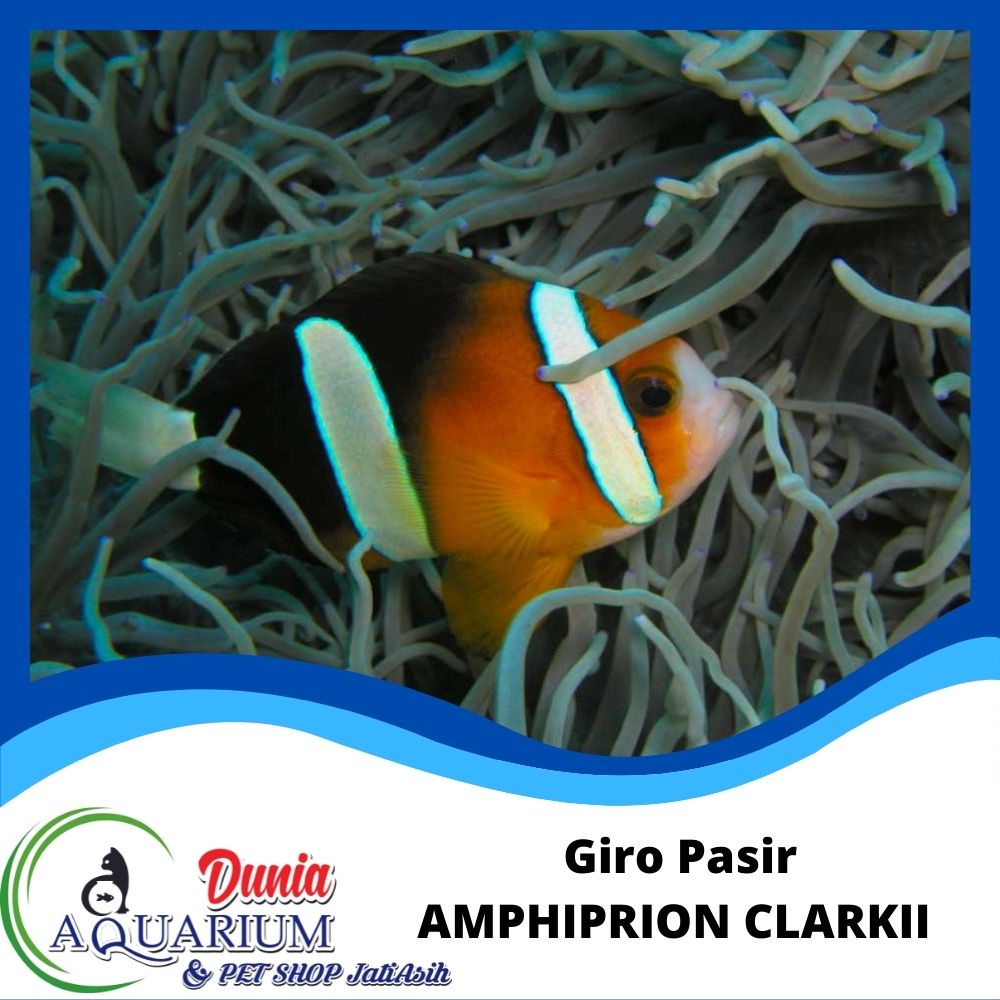 Jual Giro Pasir Polimas Amphiprion Clarkii Ikan Hias Laut Marine Reef ...