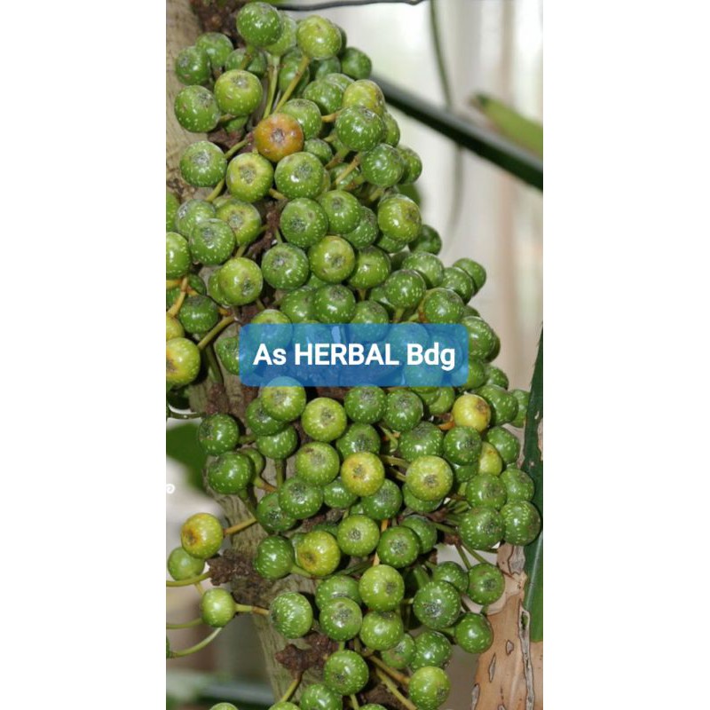 Jual Buah Loa Segar Ficus Racemosa 1 Kg | Shopee Indonesia
