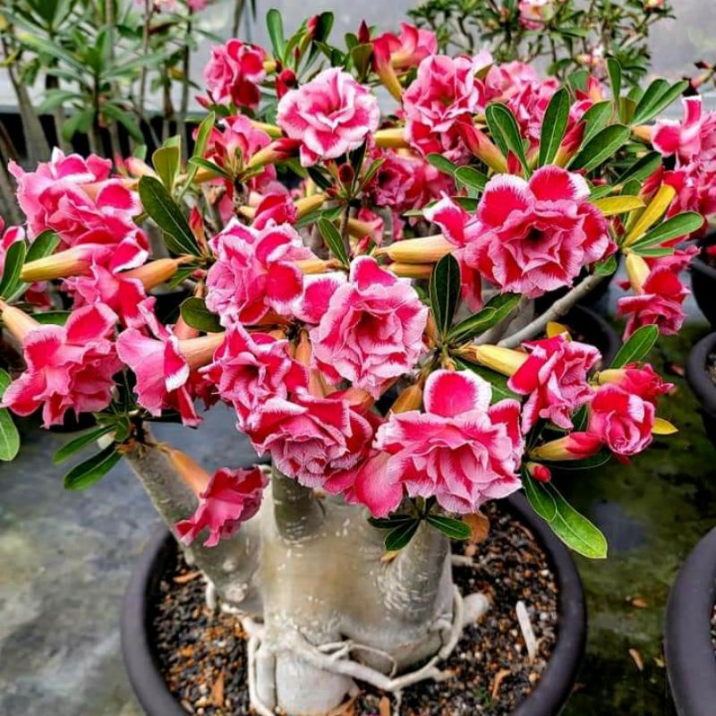 Jual Adenium Bunga Tumpuk 1 Pohon Grafting 3 Warna Bunga Berbeda