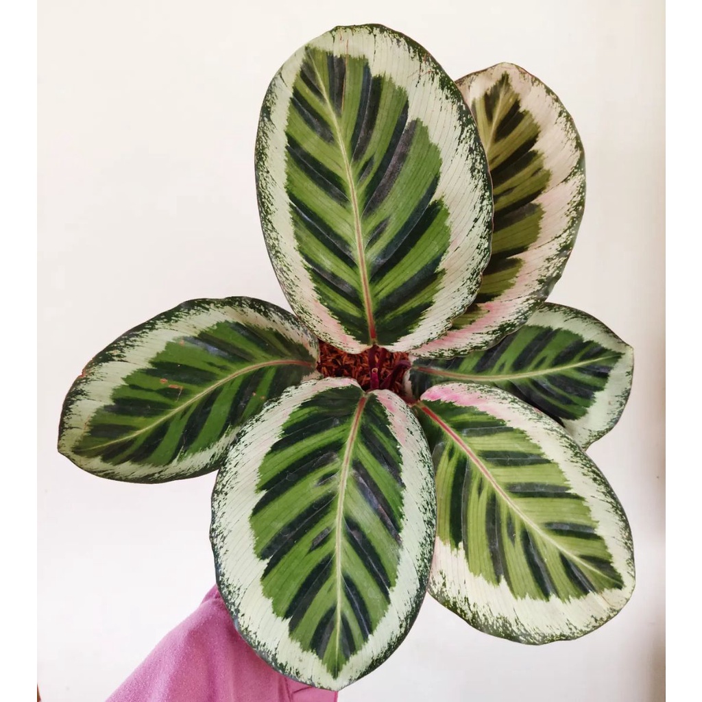 Jual Calathea Angela Tanaman Calathea Tanaman Hias Indoor Bunga ...