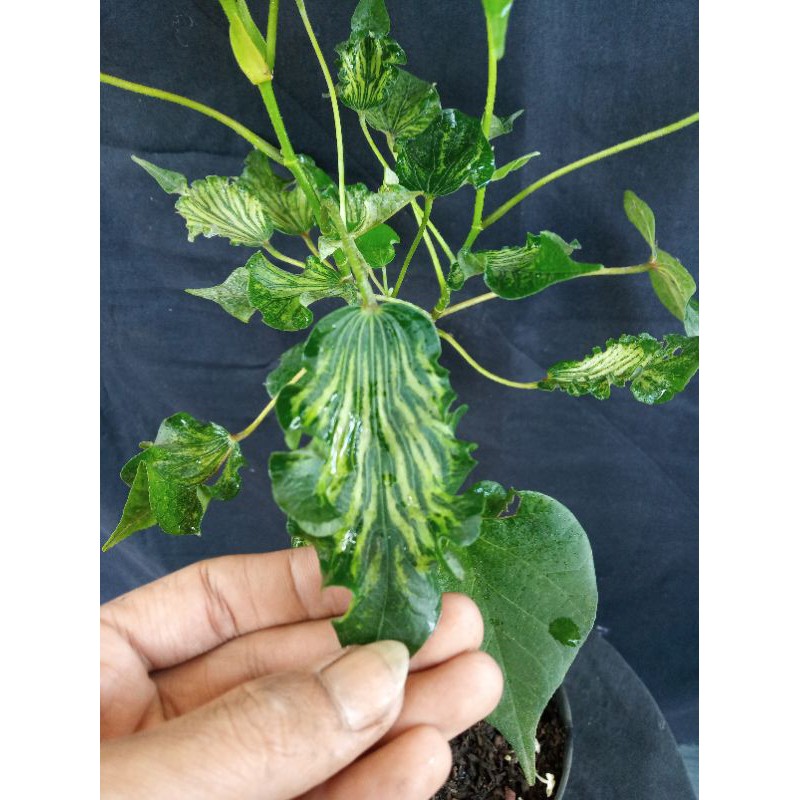 Jual waru wayang | Shopee Indonesia