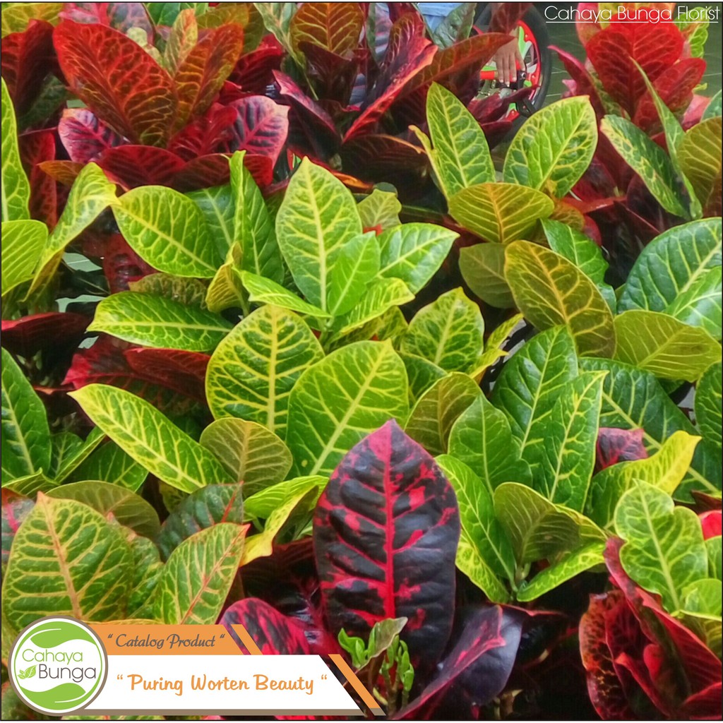 Jual Tanaman Hias Bunga Puring Worten Beauty | Shopee Indonesia