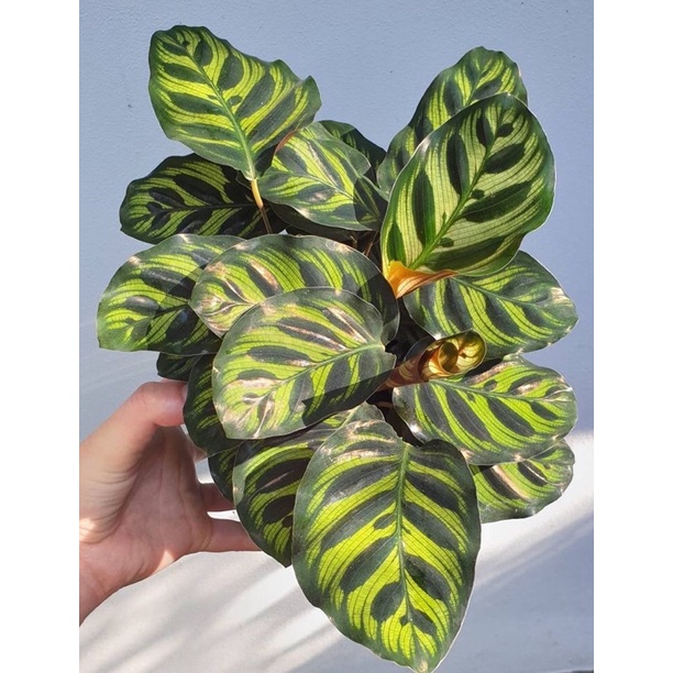 Jual ( TERLARIS ) TANAMAN HIAS CALATHEA STROMATA / SEPAT TANAMAN HIDUP ...