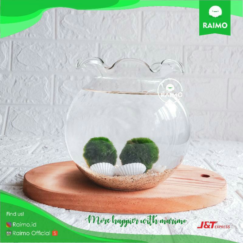 Jual Marimo Moss Ball > 2 Aquarium Bulat 1.5 L Alga Jepang Fish Bowl | Shopee Indonesia